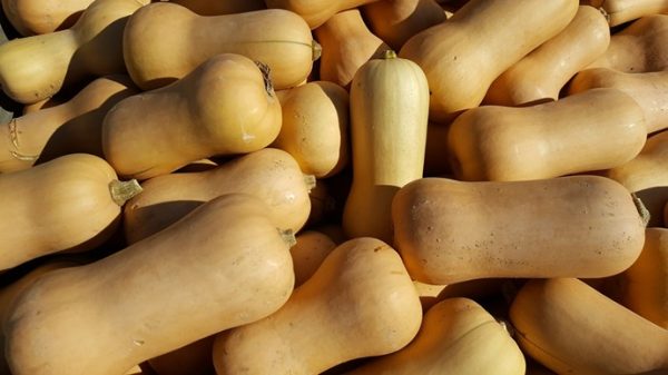 Butternut Whole each - Loerie Veg